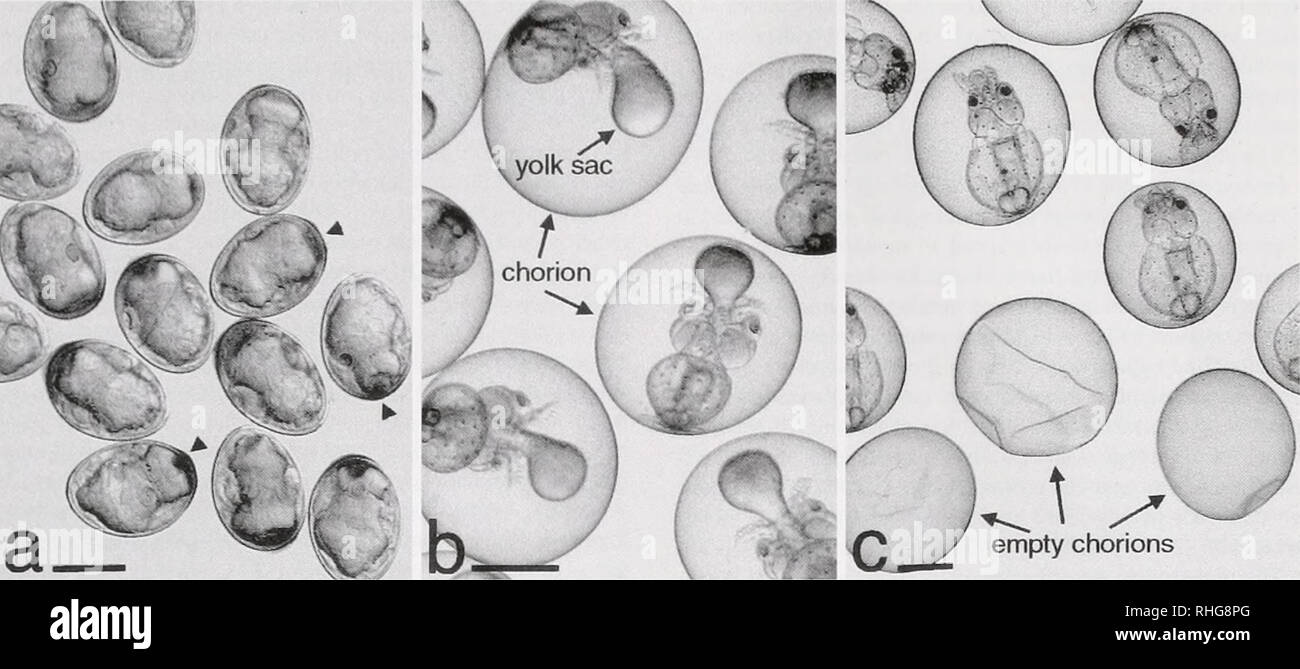 . The Biological bulletin. Biology; Zoology; Biology; Marine Biology ...