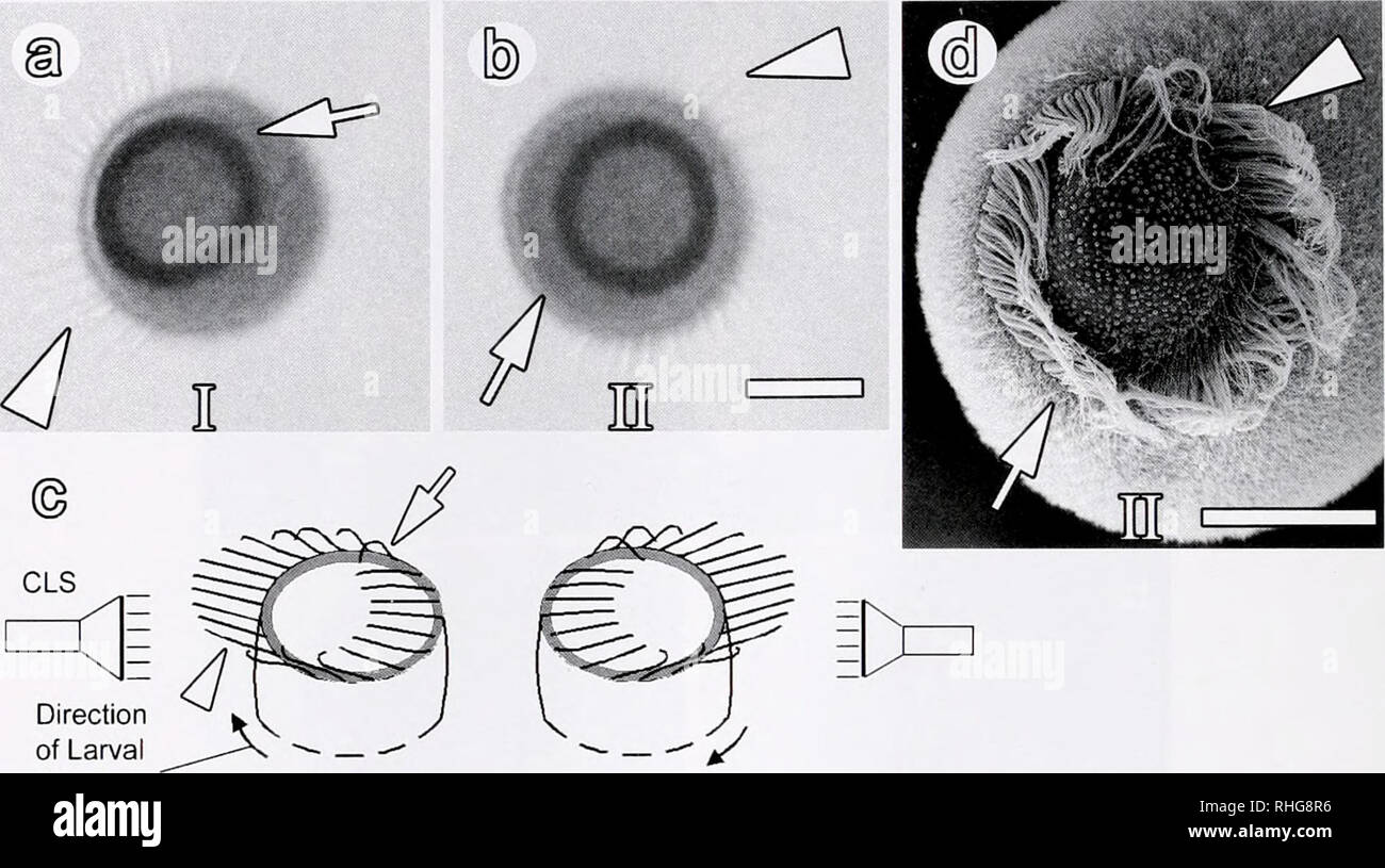 . The Biological bulletin. Biology; Zoology; Biology; Marine Biology ...