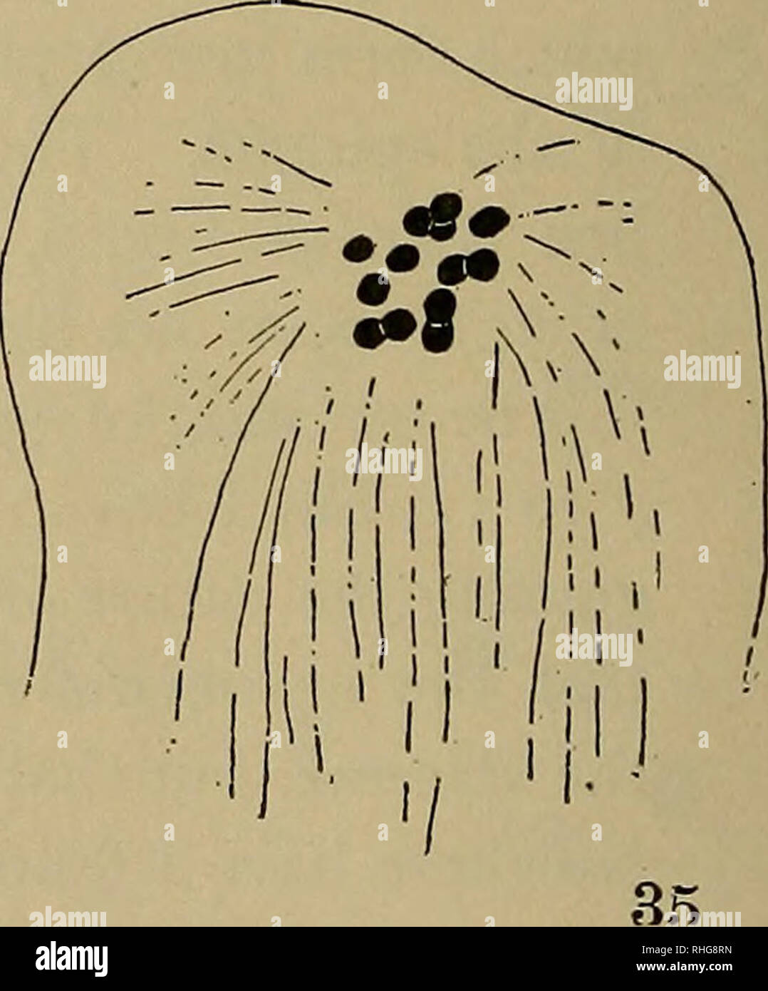 . The Biological bulletin. Biology; Zoology; Marine biology. 11 1 1 / V ...