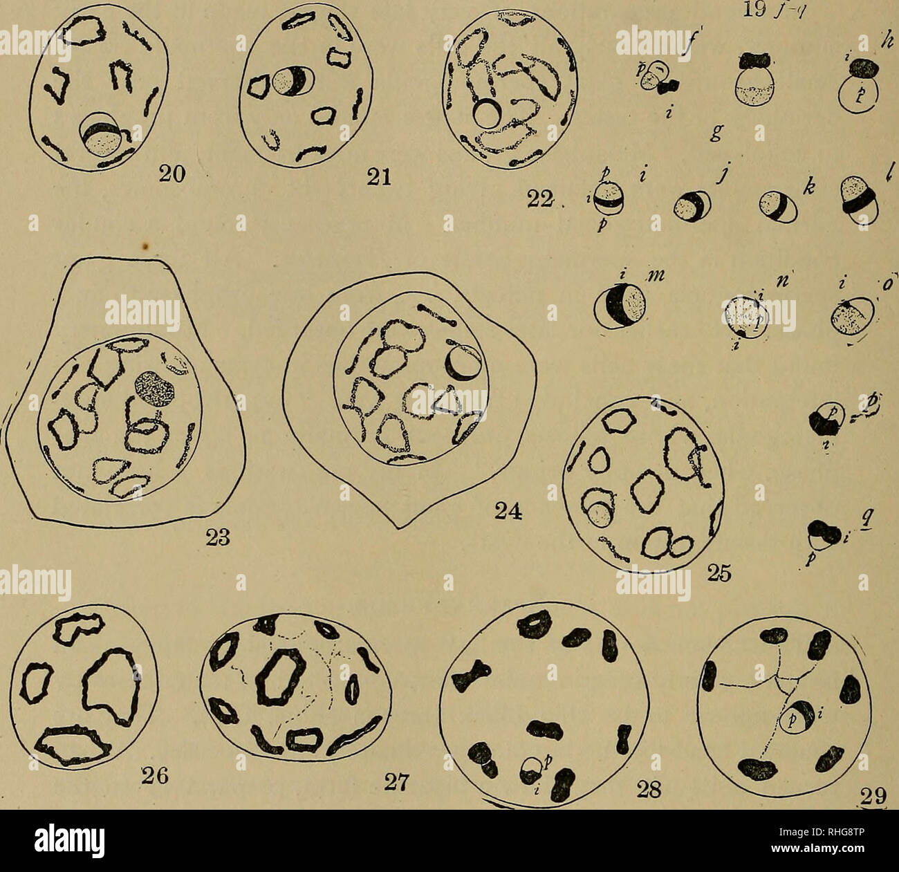 Plasmosome hi-res stock photography and images - Alamy