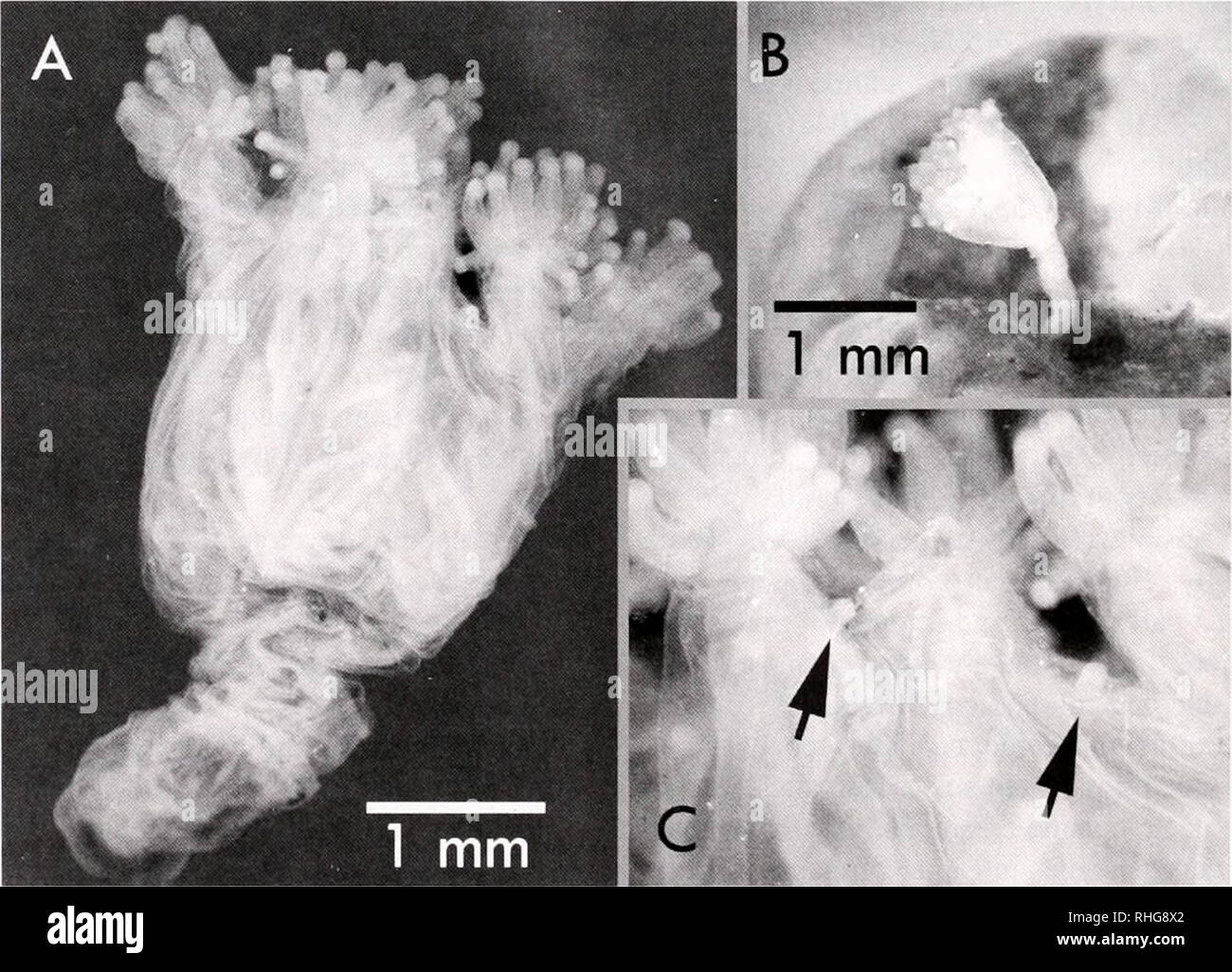 Lucernaria sp hi-res stock photography and images - Alamy