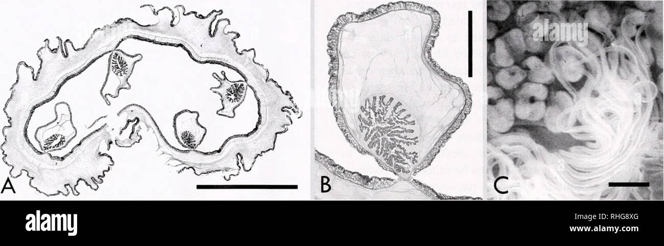. The Biological bulletin. Biology; Zoology; Biology; Marine Biology ...