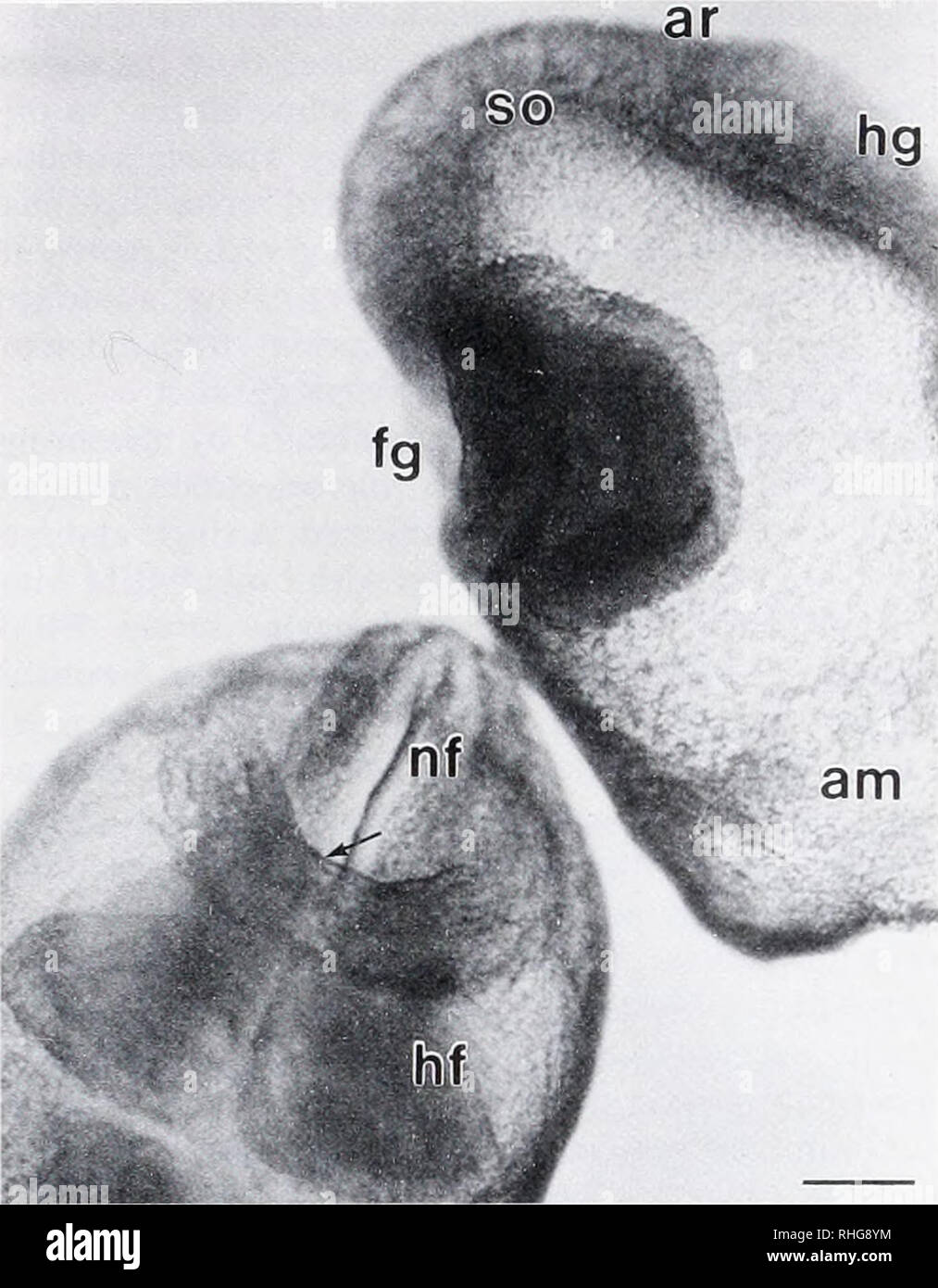 Mouse embryo hi-res stock photography and images - Alamy