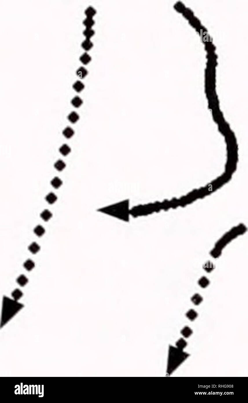 . The Biological bulletin. Biology; Zoology; Biology; Marine Biology. B ...