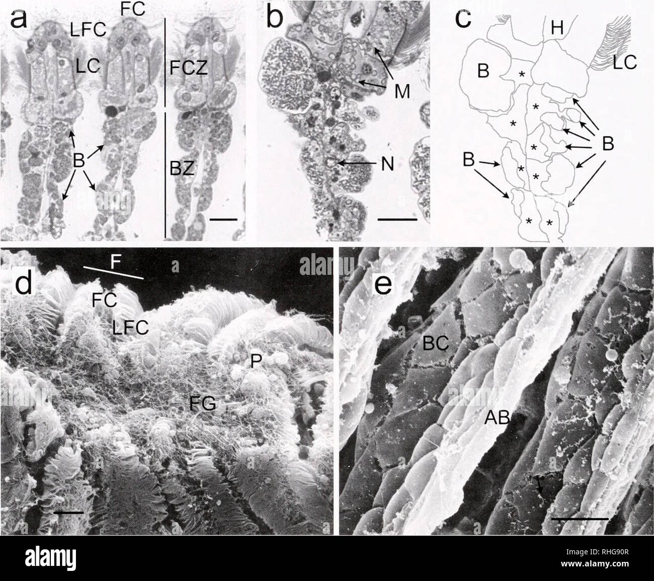 Cilia electron micrograph hi-res stock photography and images - Alamy