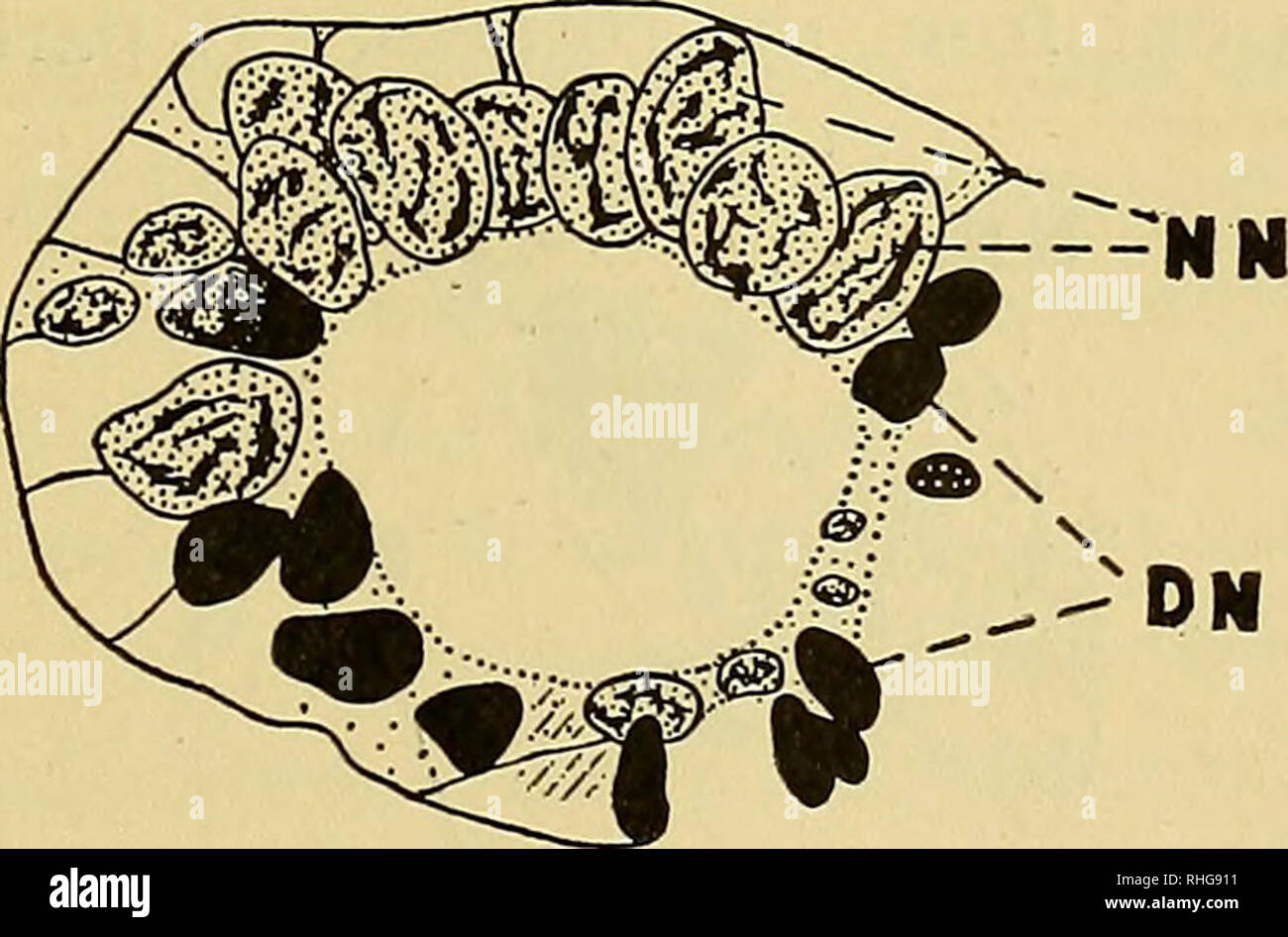 Notocord hi-res stock photography and images - Alamy