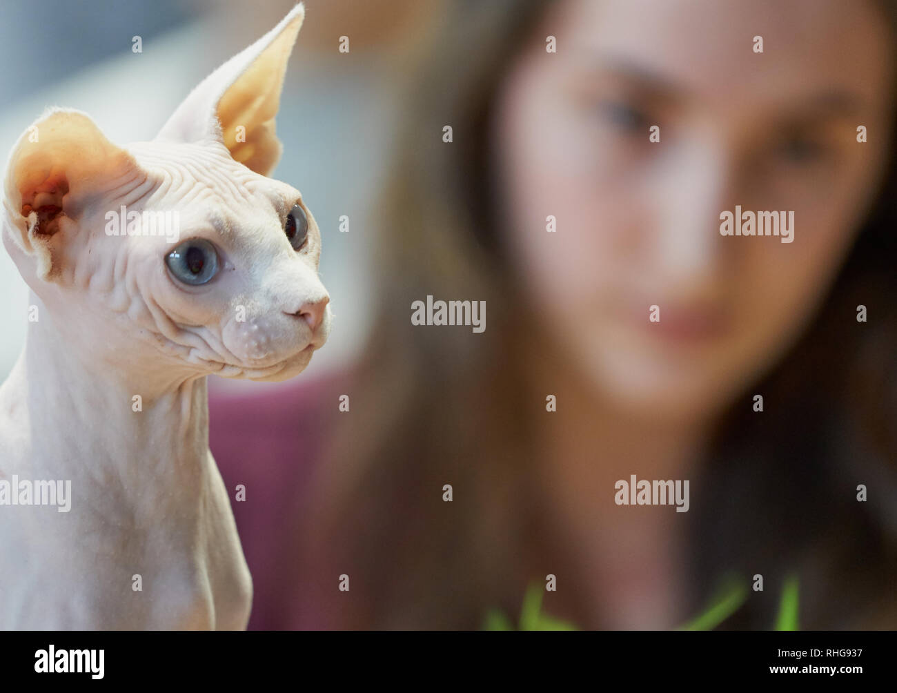 White hairless cat portrait Stock Photo - Alamy