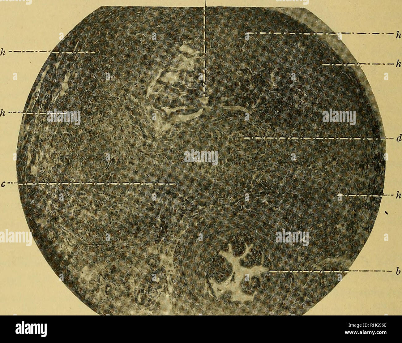 . The Biological bulletin. Biology; Zoology; Marine biology. 62 LEO ...