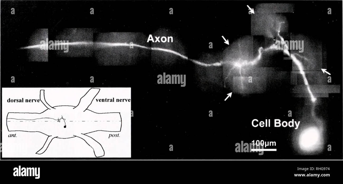 Dendritic cell and t cell hi-res stock photography and images - Alamy