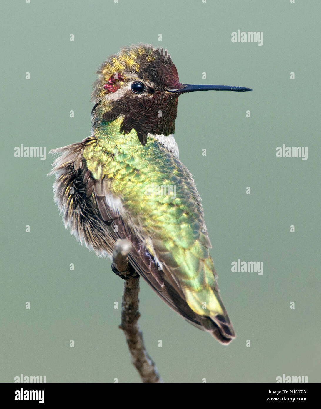 Red gorget hi-res stock photography and images - Alamy