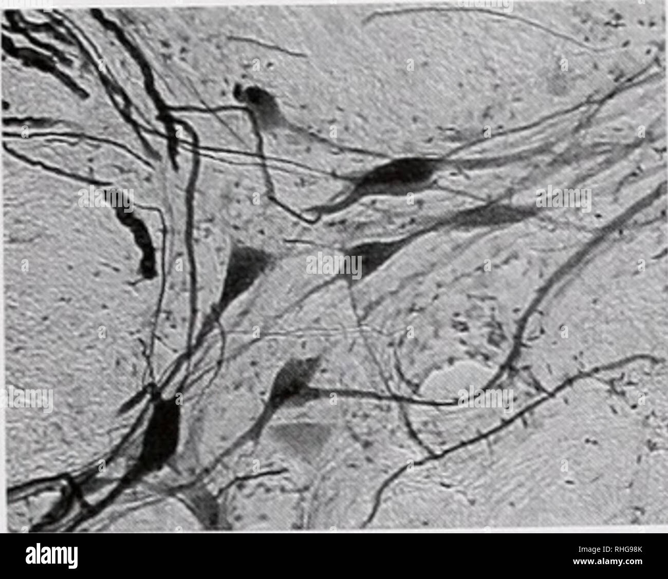 Stephanie trussell hi-res stock photography and images - Alamy