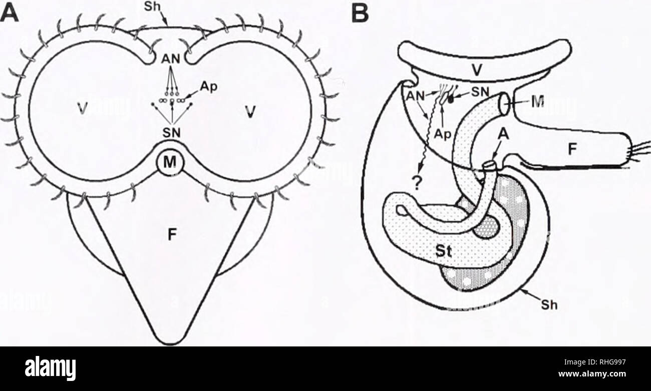 Ampullary region hi-res stock photography and images - Alamy