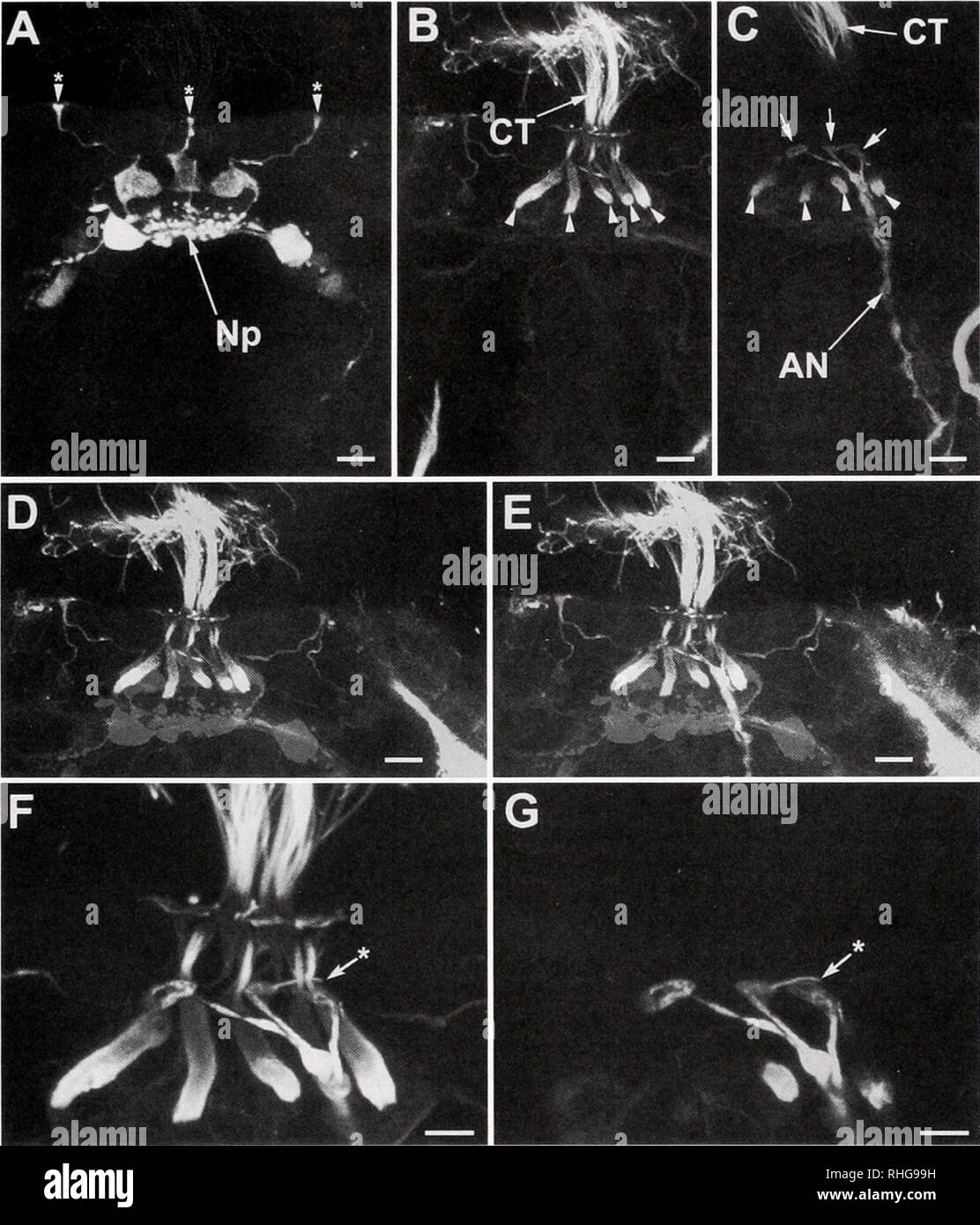 . The Biological bulletin. Biology; Zoology; Biology; Marine Biology ...