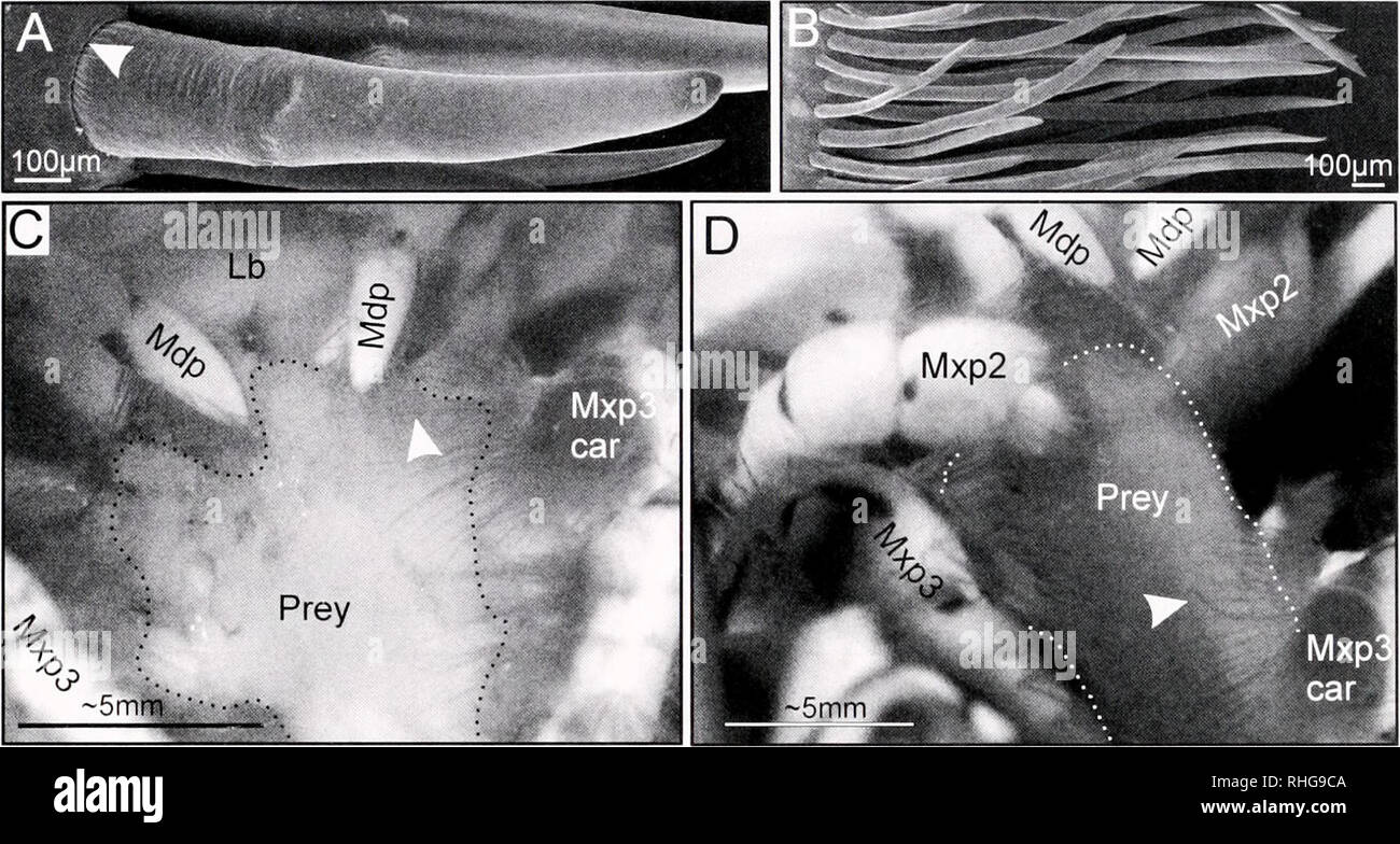 Seta simple hi-res stock photography and images - Alamy