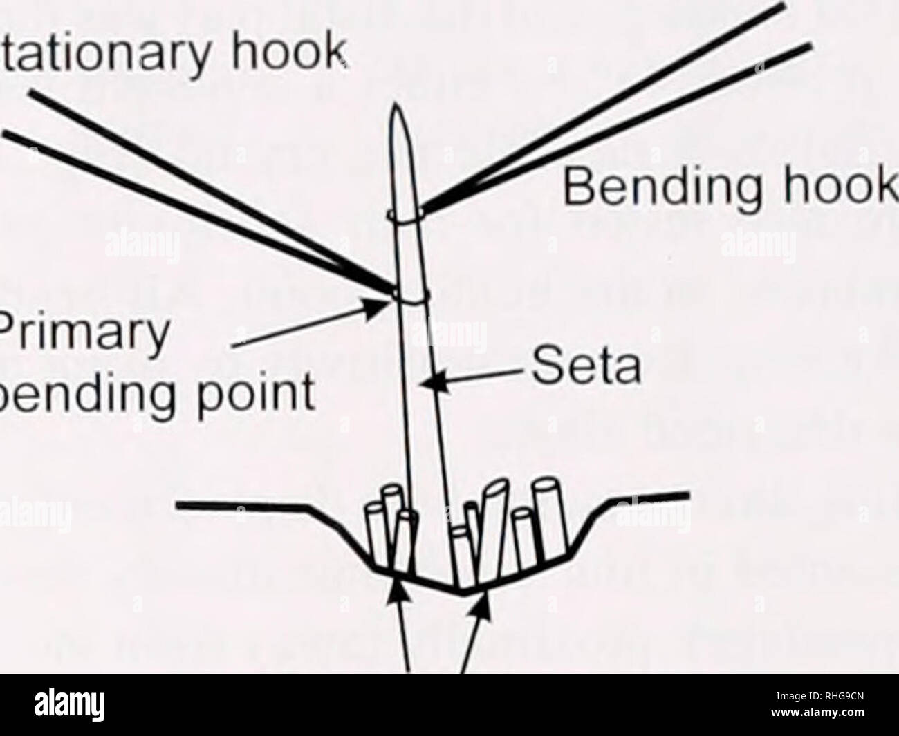 . The Biological bulletin. Biology; Zoology; Biology; Marine Biology ...