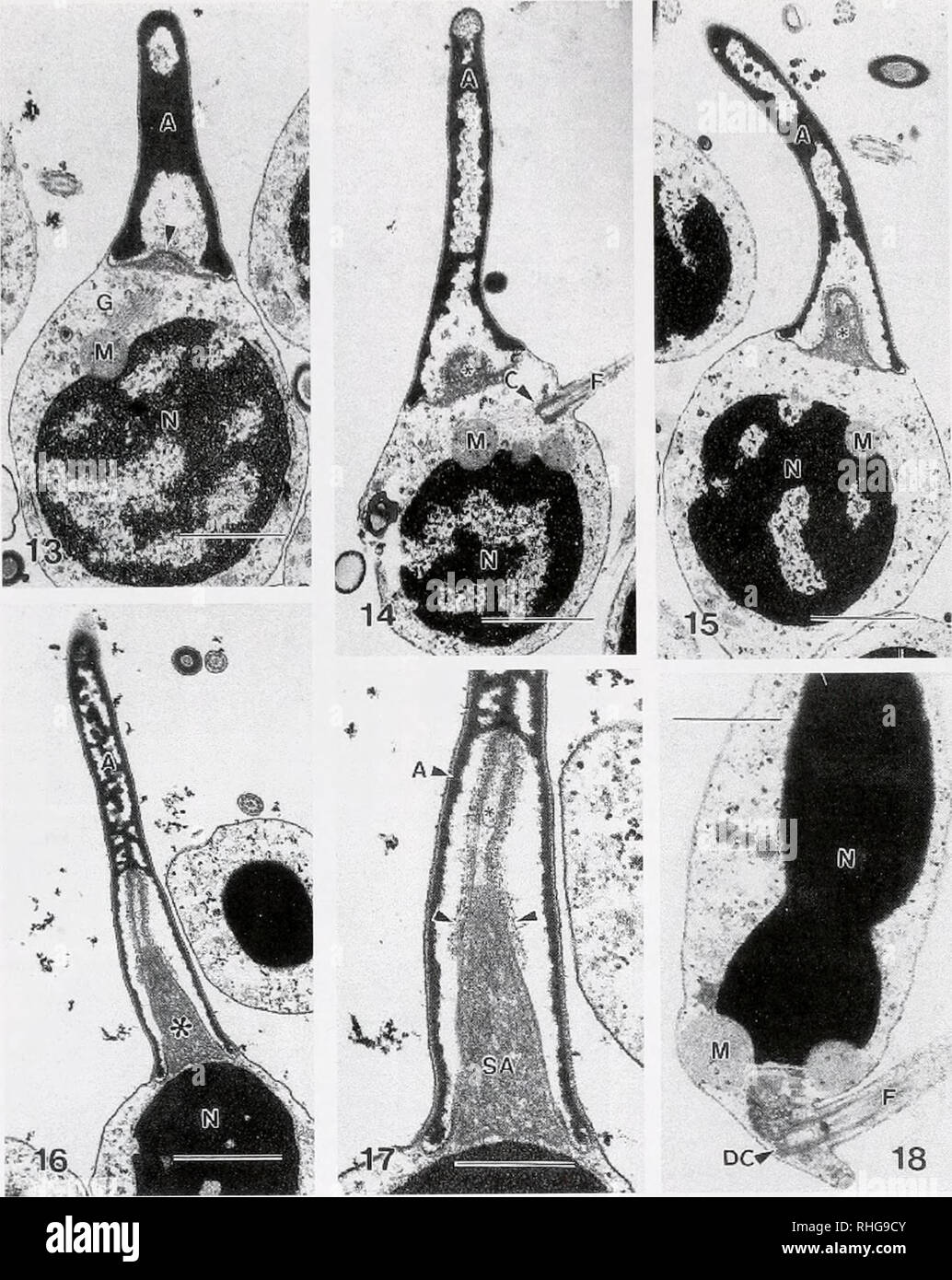. The Biological bulletin. Biology; Zoology; Biology; Marine Biology ...