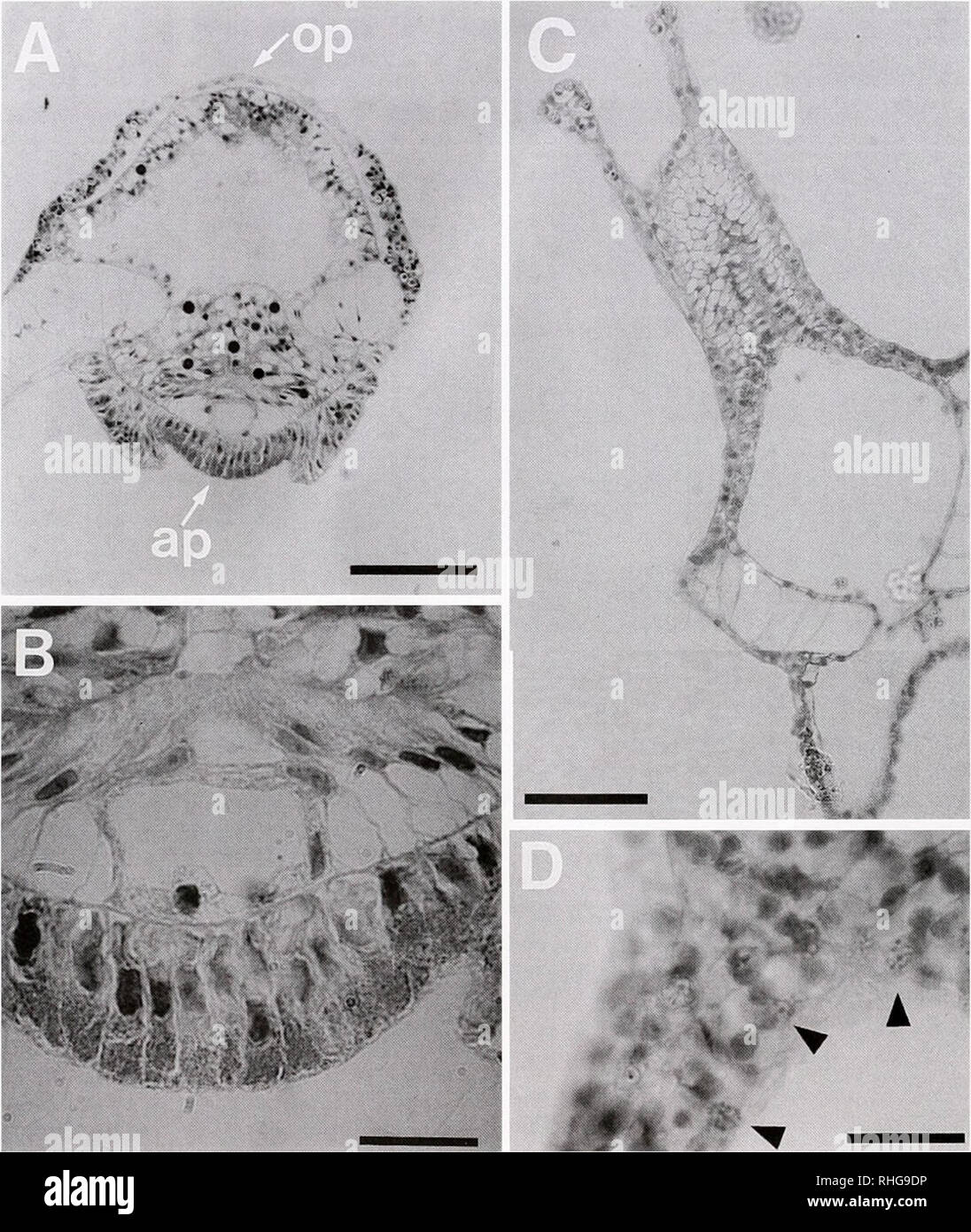 . The Biological bulletin. Biology; Zoology; Biology; Marine Biology ...