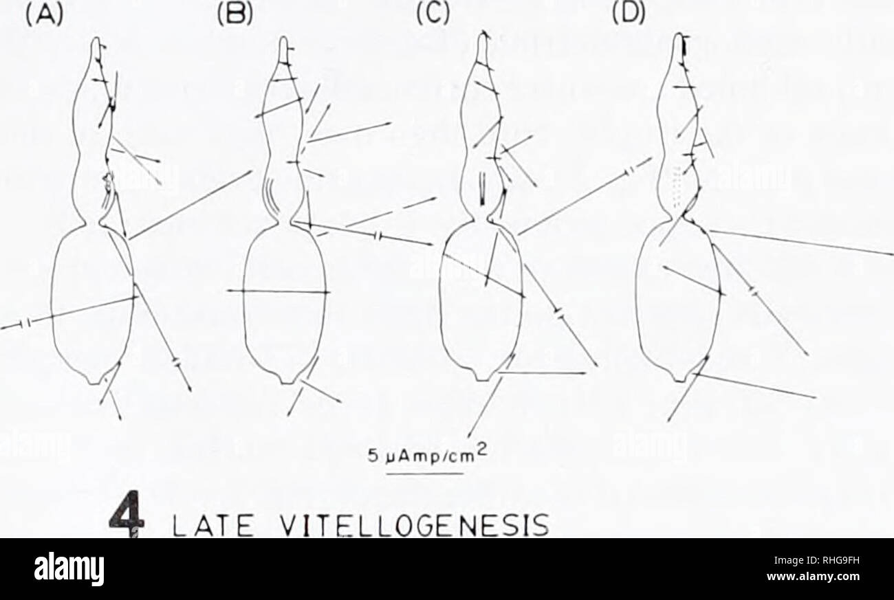 Extracellular information hi-res stock photography and images - Alamy