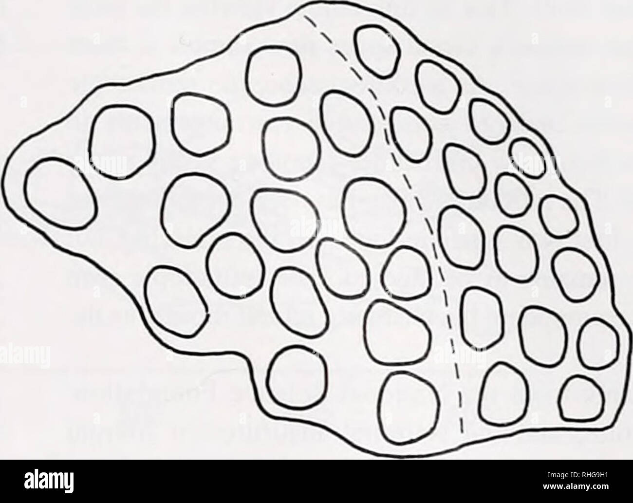 . The Biological bulletin. Biology; Zoology; Biology; Marine Biology ...