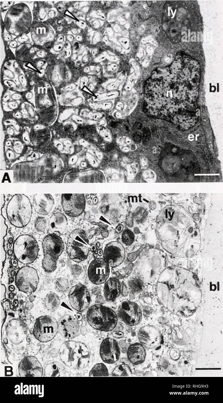 Basal lamina hi-res stock photography and images - Alamy