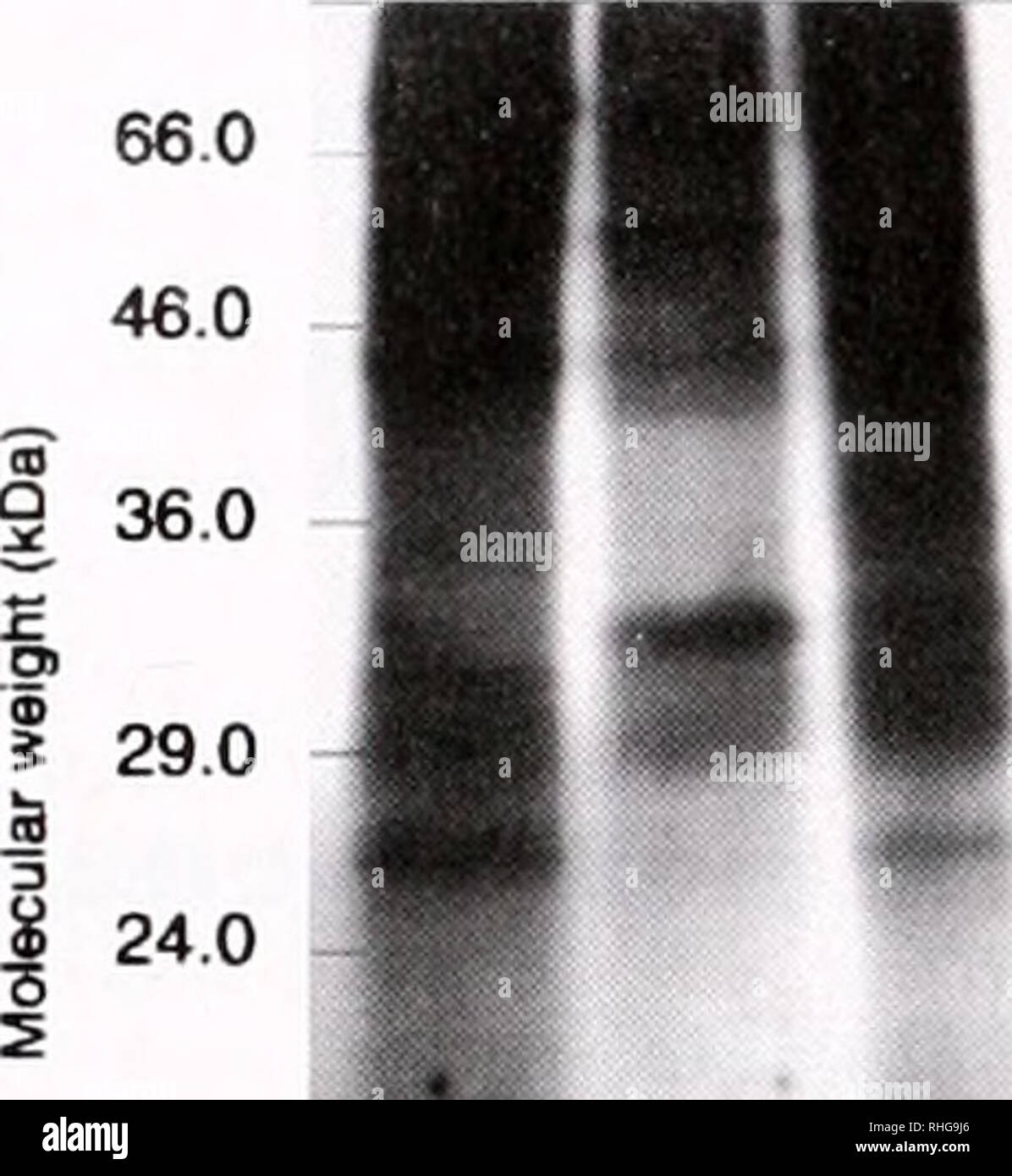 . The Biological bulletin. Biology; Zoology; Biology; Marine Biology ...