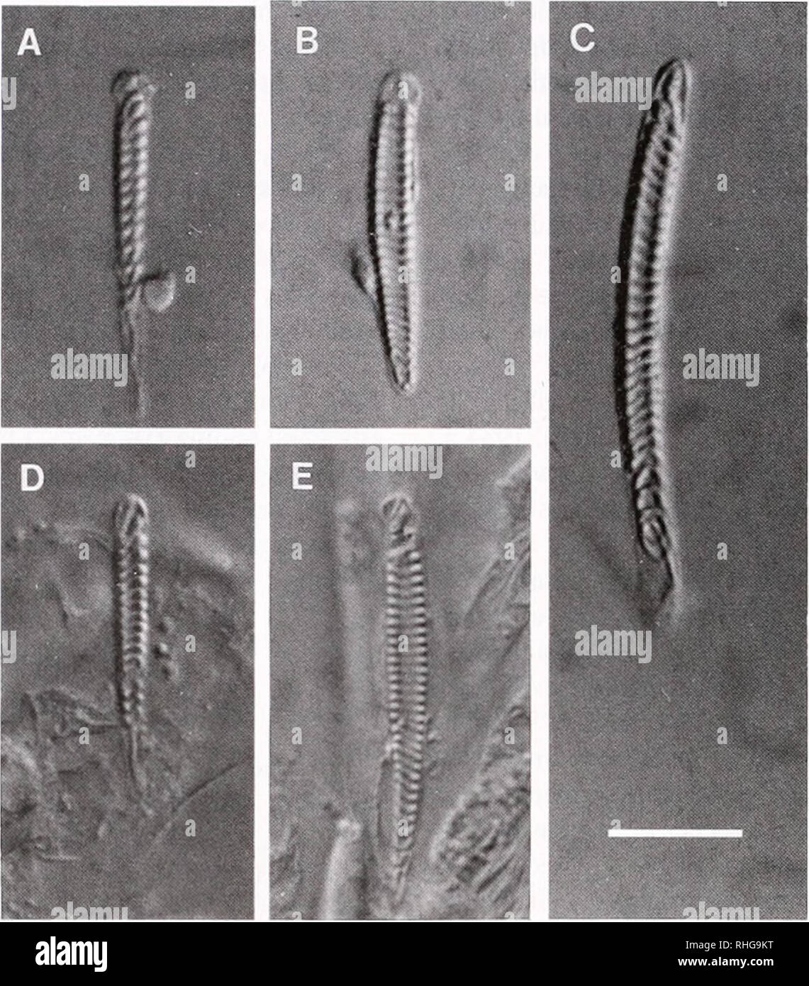 Lor capsule hi-res stock photography and images - Alamy