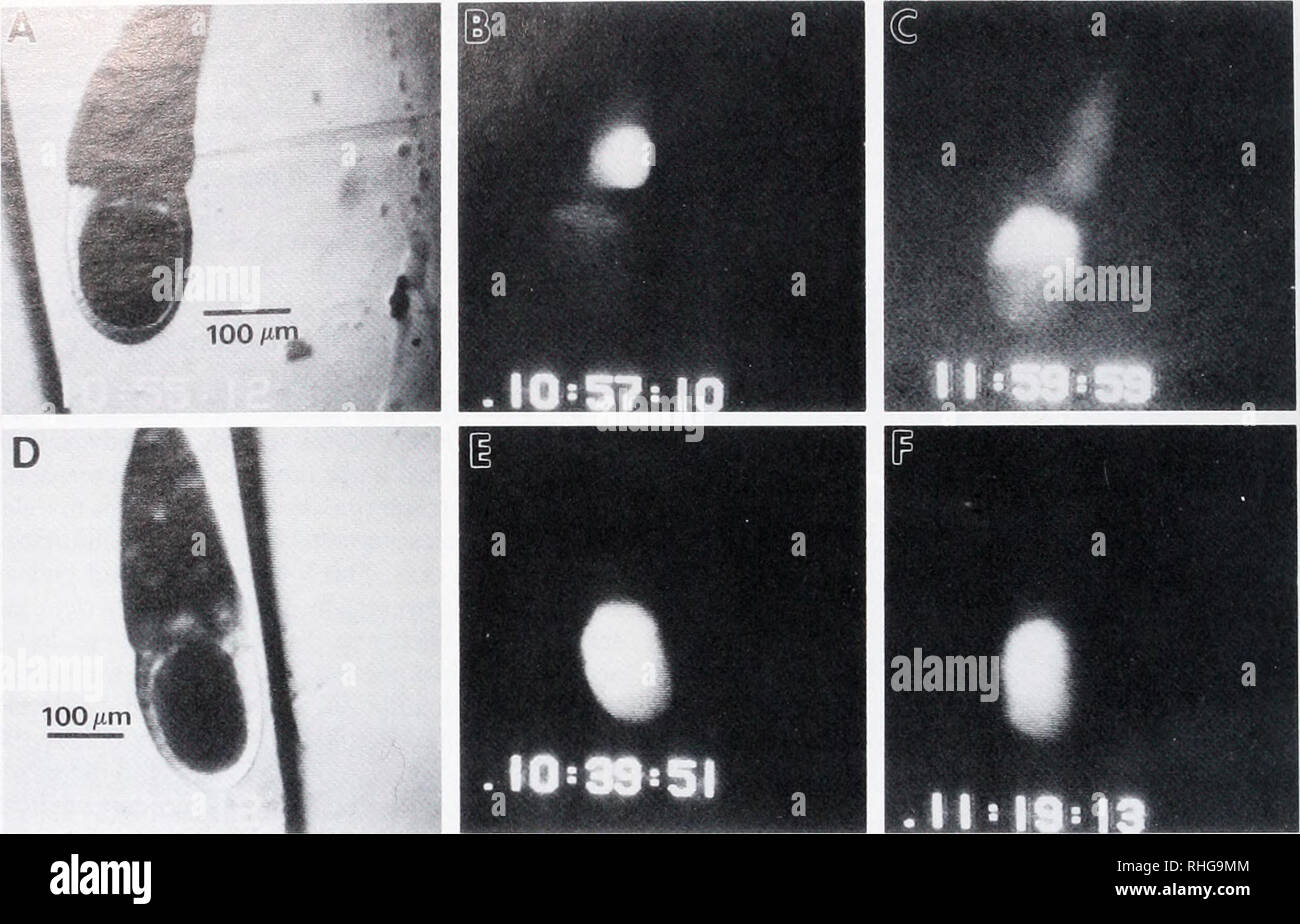 Thium hi-res stock photography and images - Alamy