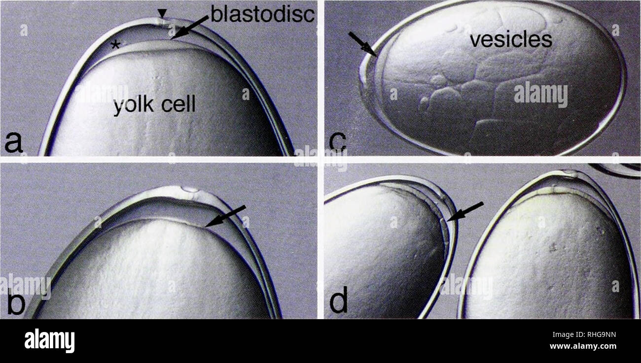 Blastodisc hi-res stock photography and images - Alamy