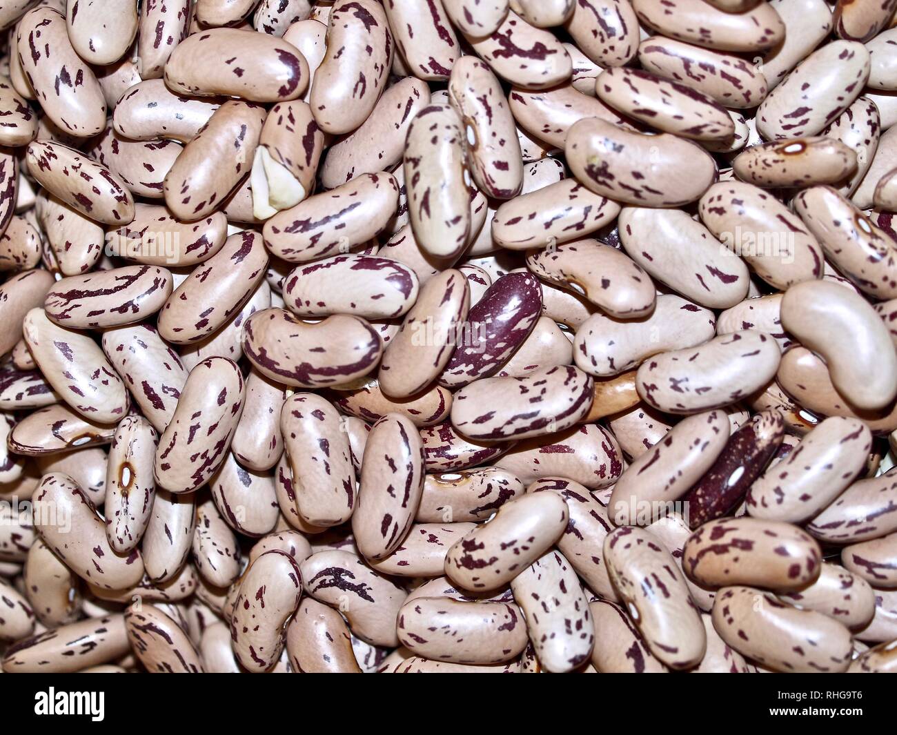 Macro of lots of white raw beans Stock Photo - Alamy