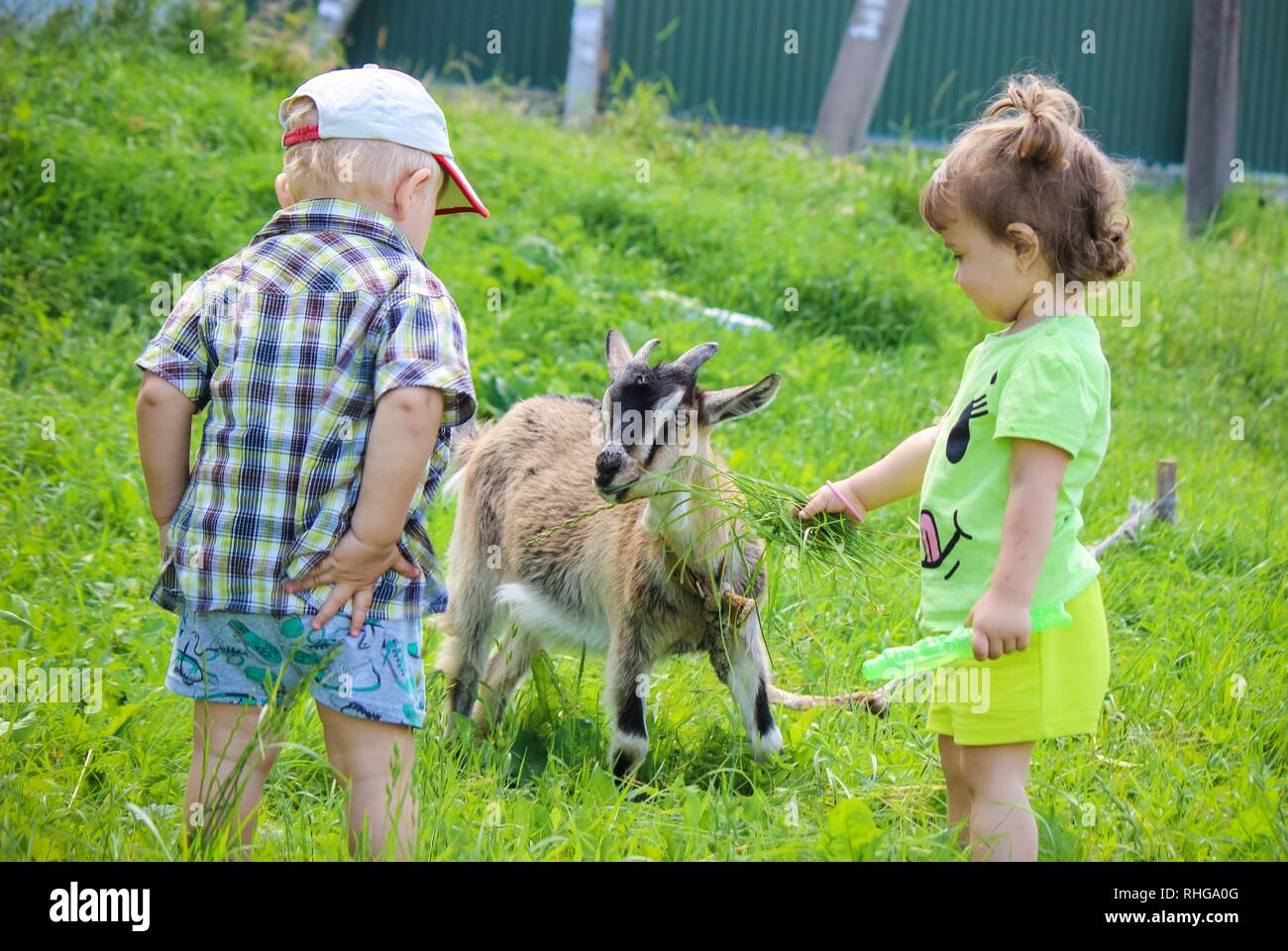 Boy with goat grass hi-res stock photography and images - Alamy
