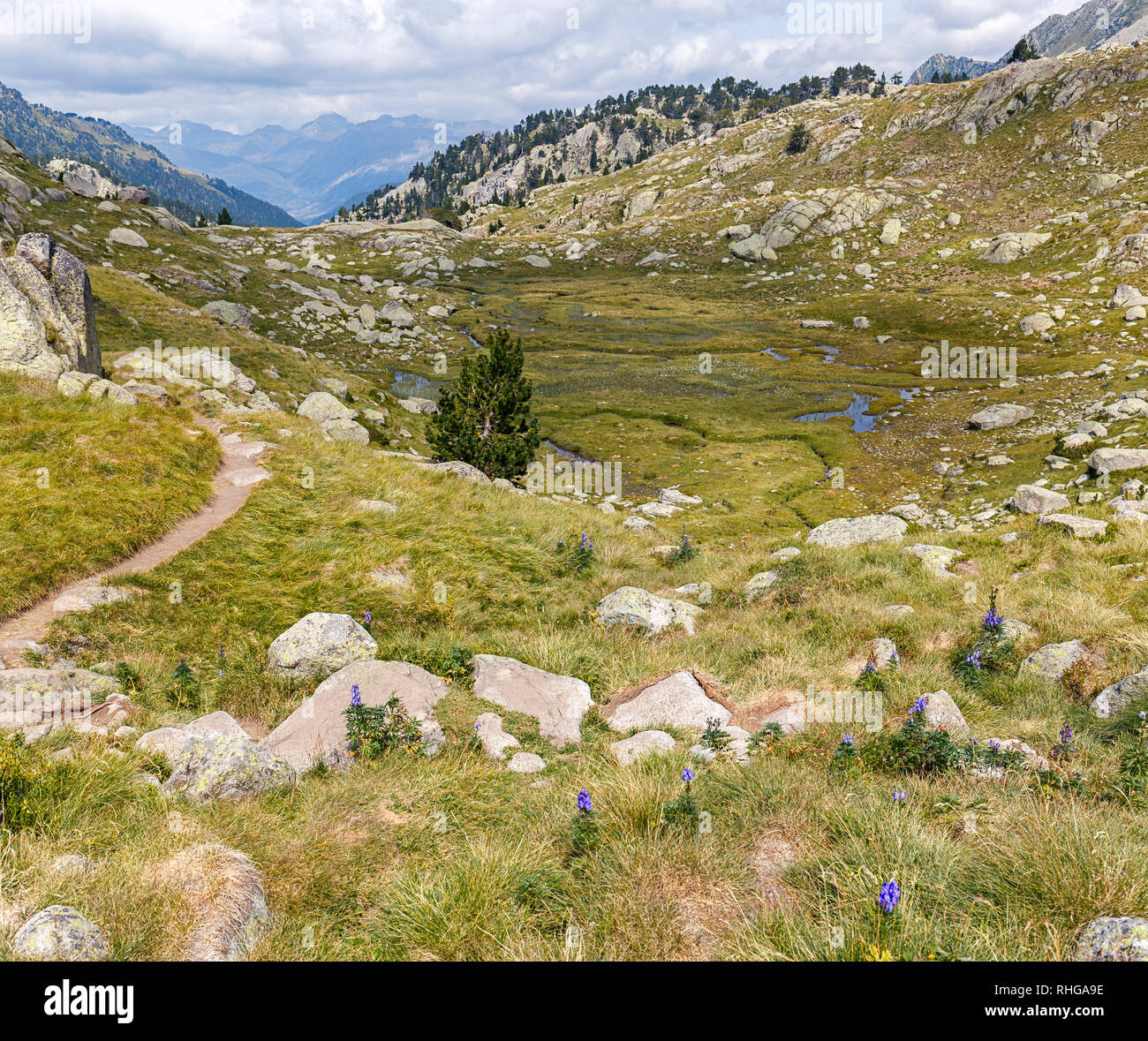 Beautiful Landscape with Lupin flowers in the Catalan Pyrenees Stock ...