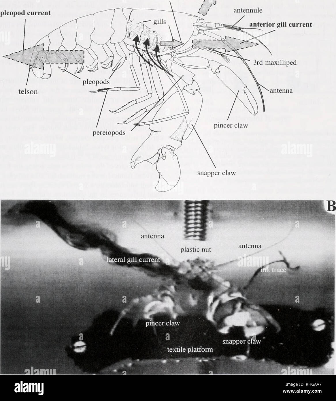 . The Biological bulletin. Biology; Zoology; Biology; Marine Biology ...