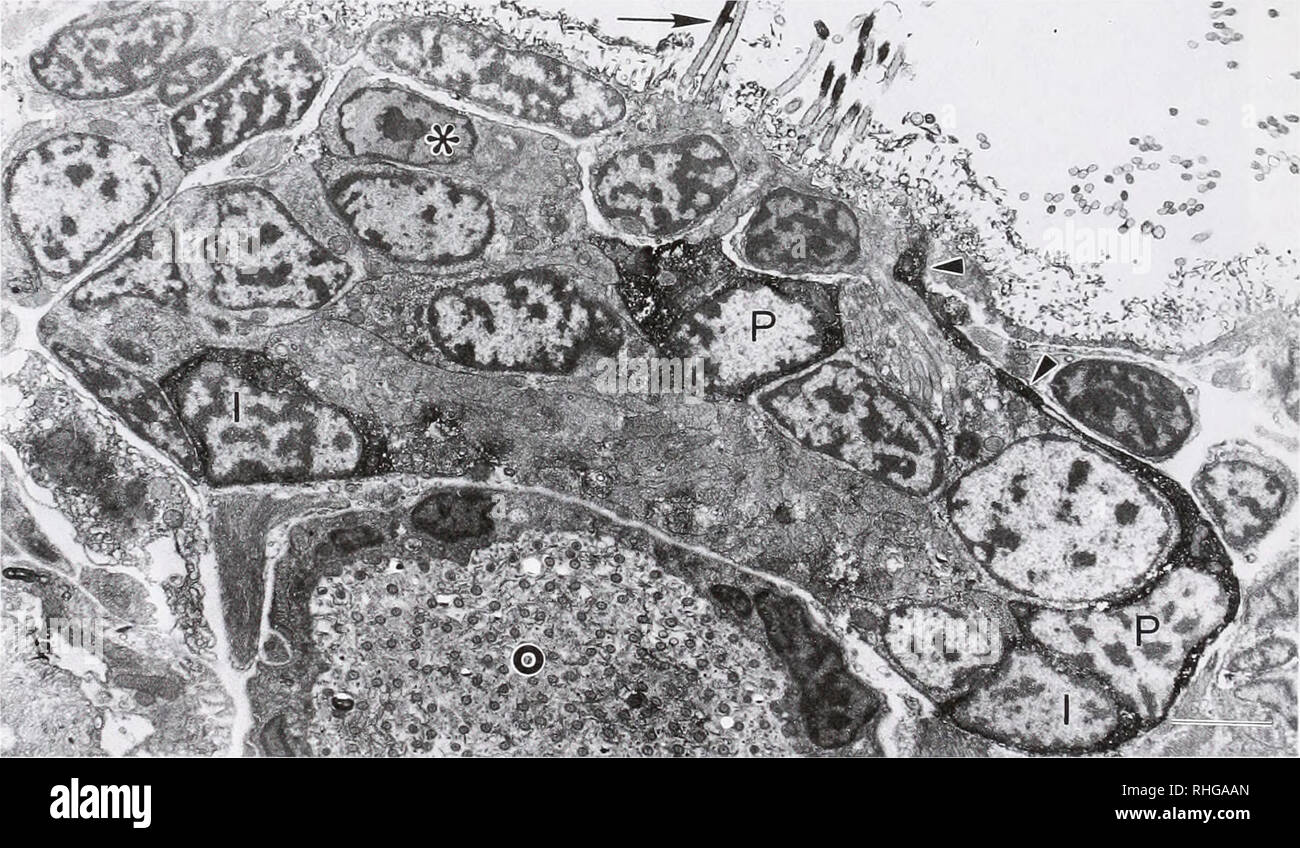 . The Biological bulletin. Biology; Zoology; Biology; Marine Biology ...