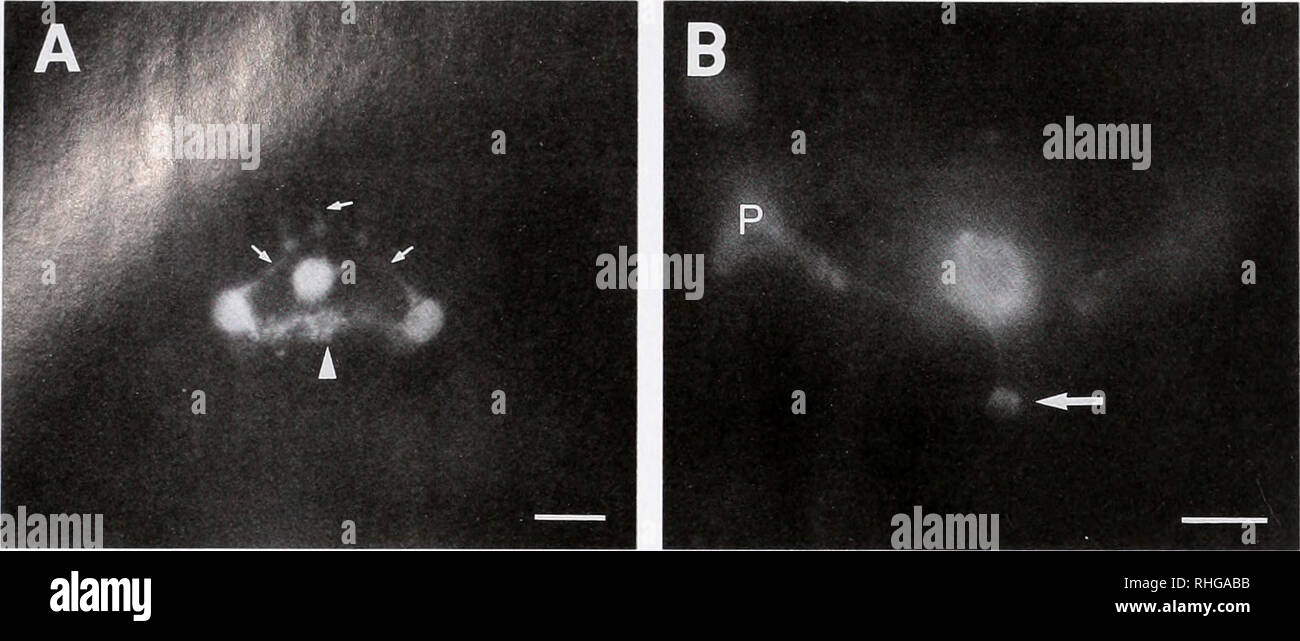 . The Biological bulletin. Biology; Zoology; Biology; Marine Biology ...