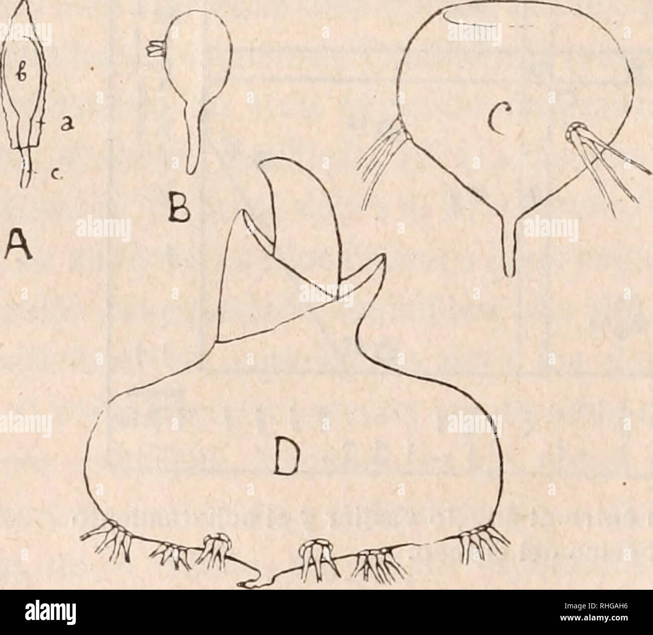 . Boletín de la Sociedad Española de Historia Natural. Natural history ...