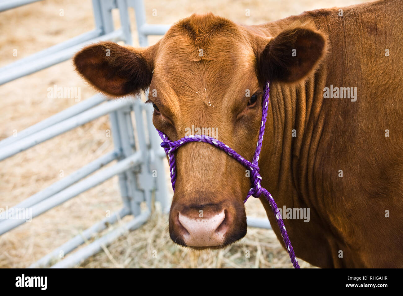 Brown Beefmaster cow in a paddock being shown at the Houston Livestock ...