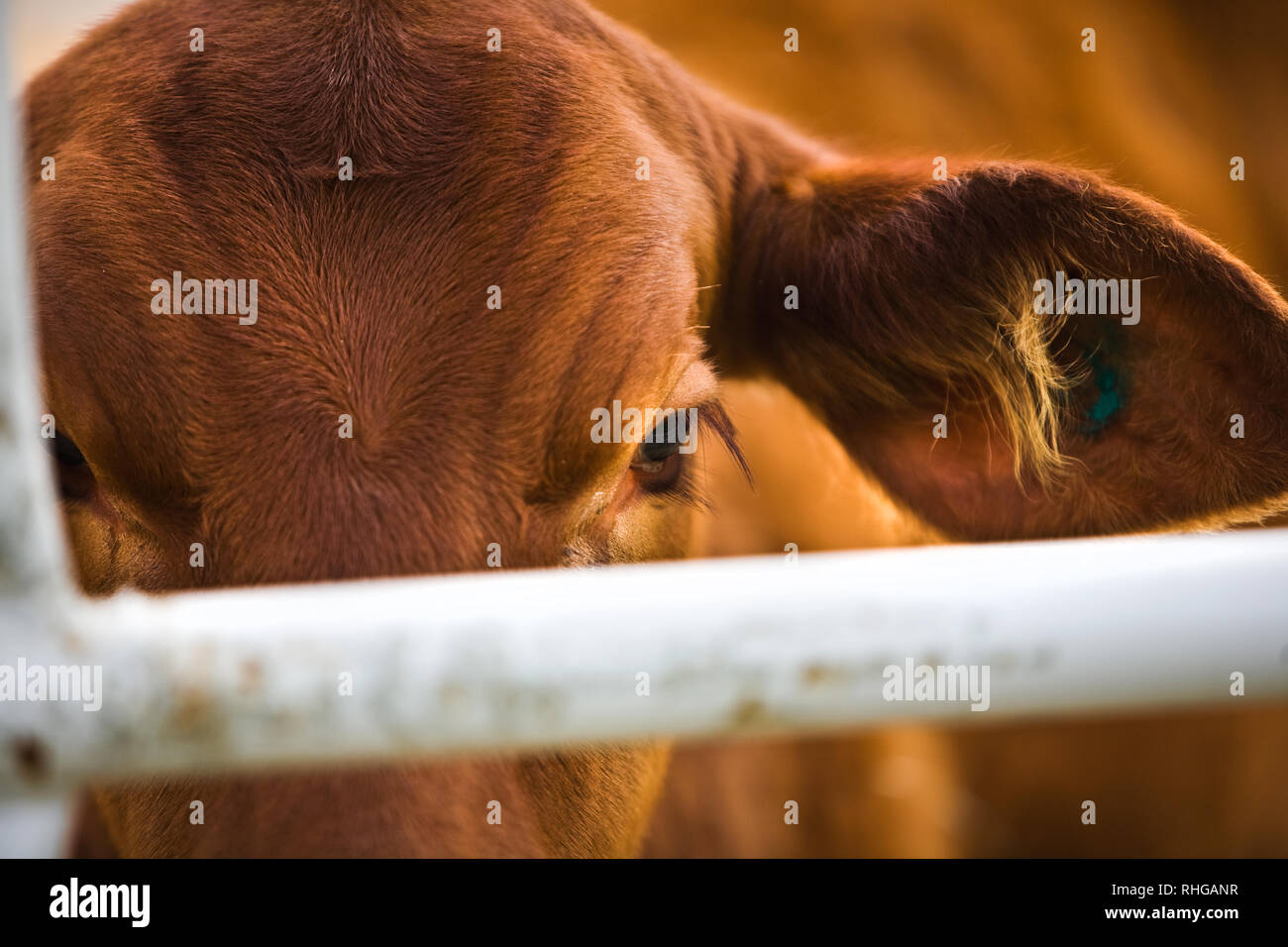 Brown Beefmaster cow in a paddock being shown at the Houston Livestock ...