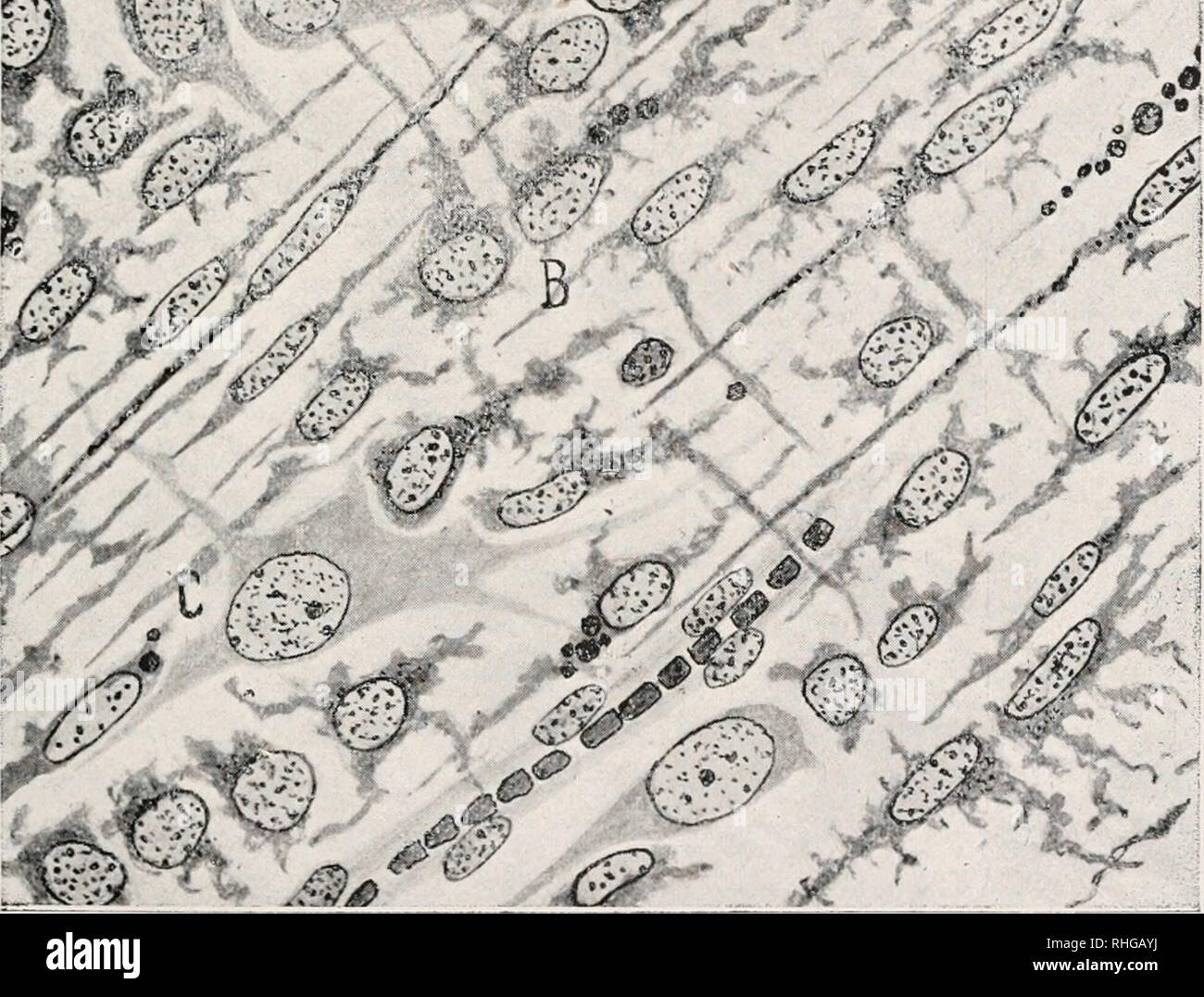 Gliocitos hi-res stock photography and images - Alamy