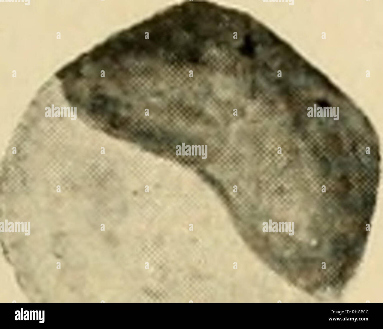 . Boletín de la Sociedad Española de Biología. Biology. Sadí de Bden ...