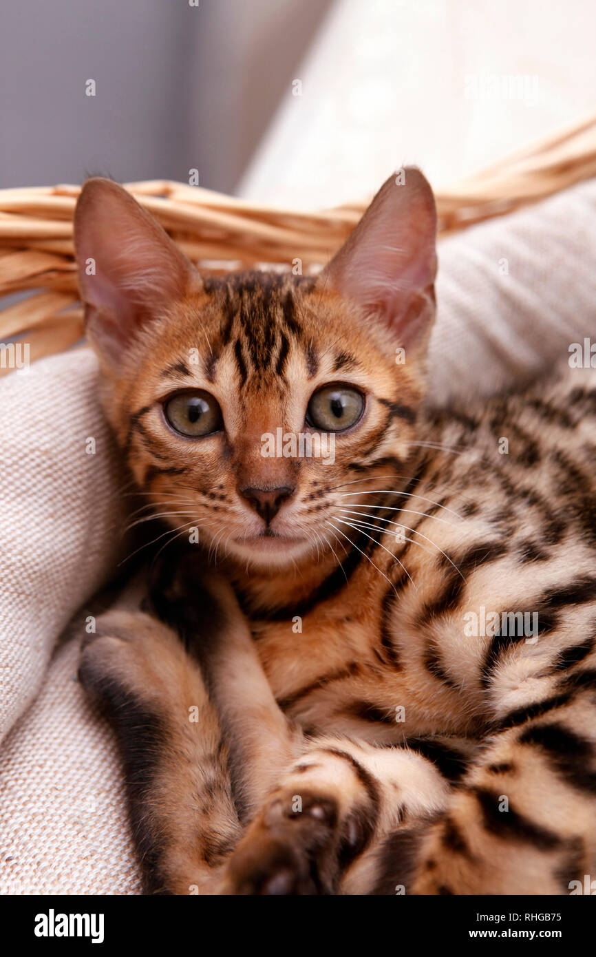 Small bengal kitten in a basket Stock Photo - Alamy