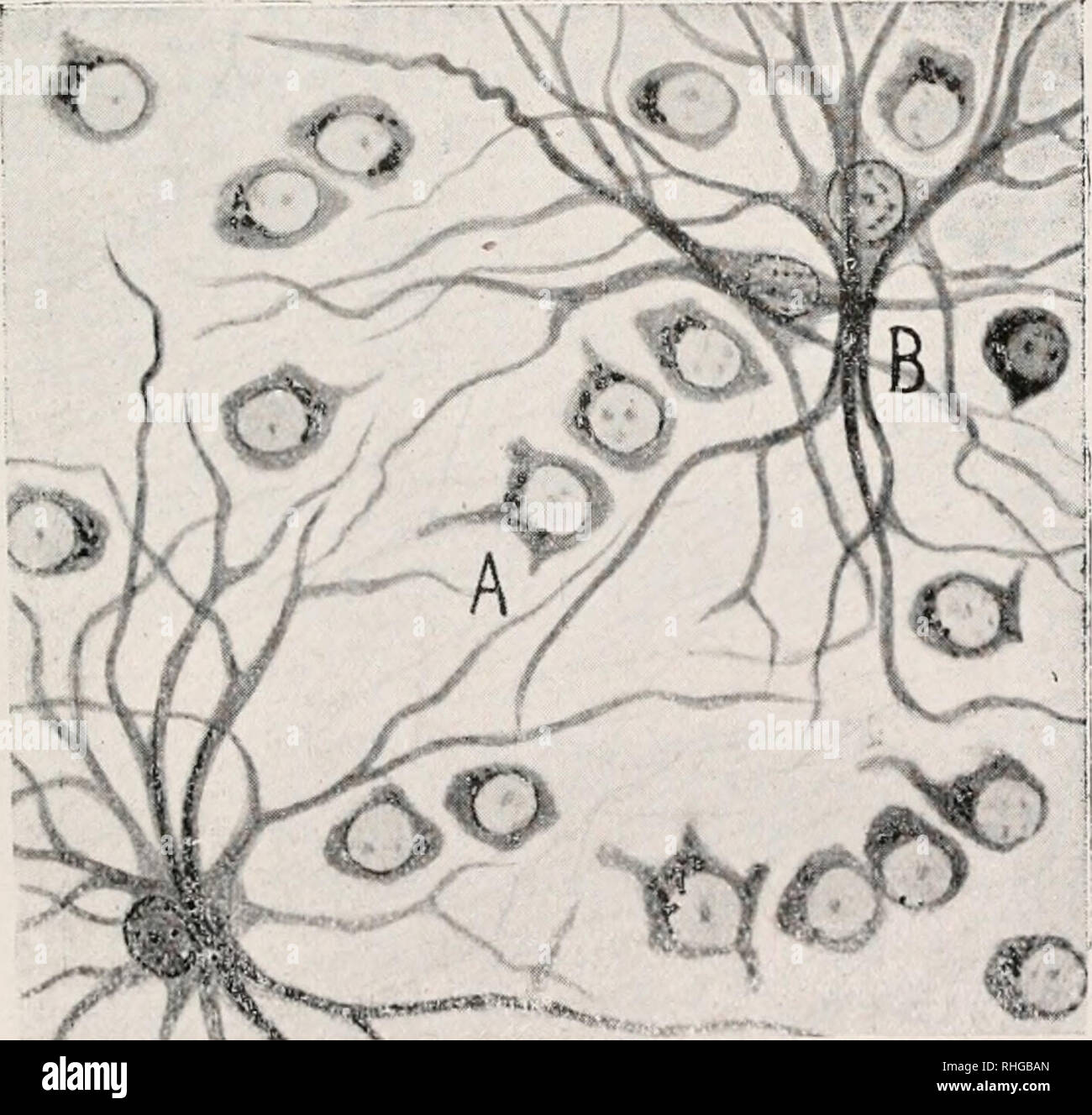 Corteza cerebral humana hi-res stock photography and images - Alamy