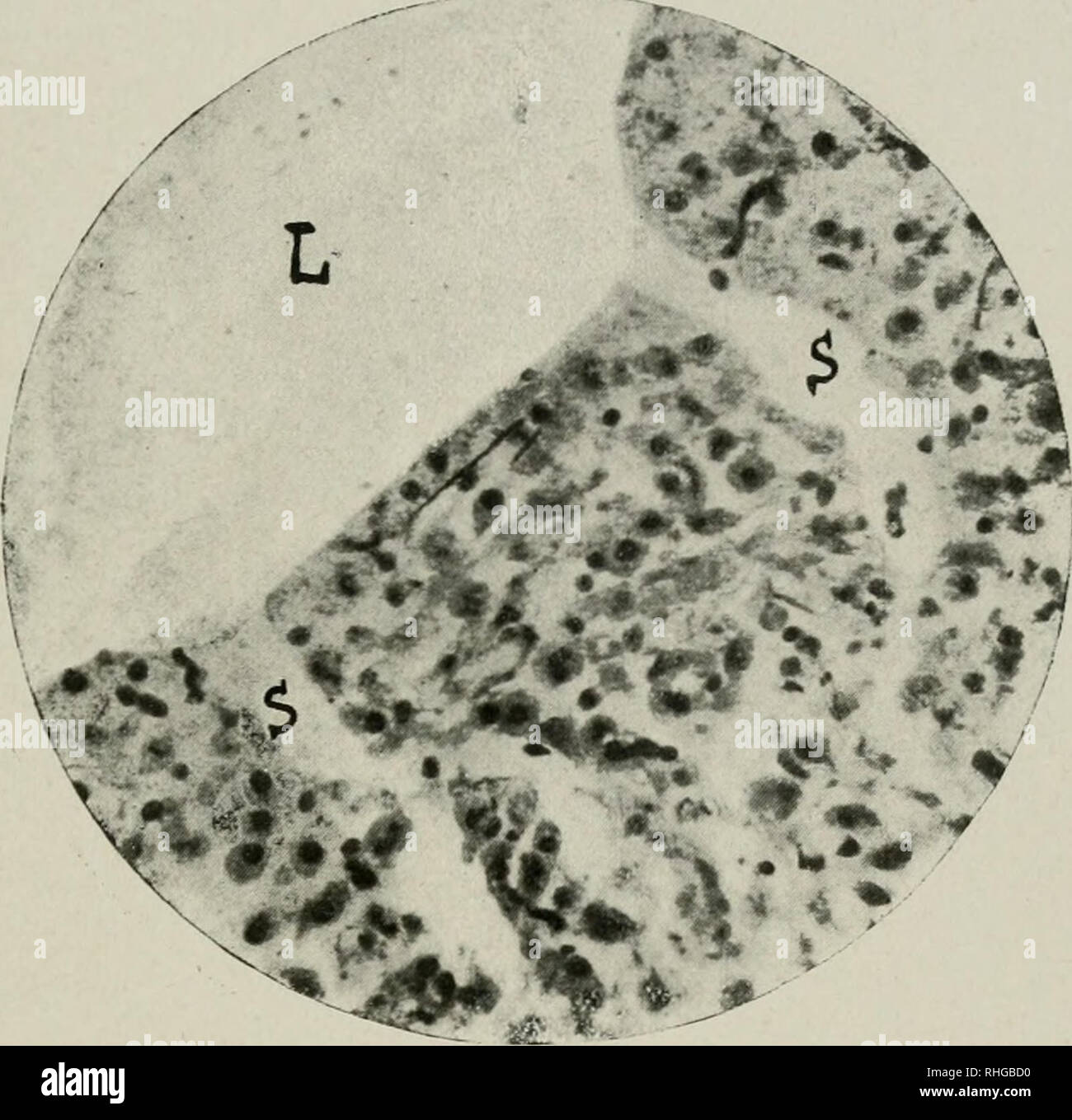 Celulas del corazon hi-res stock photography and images - Alamy