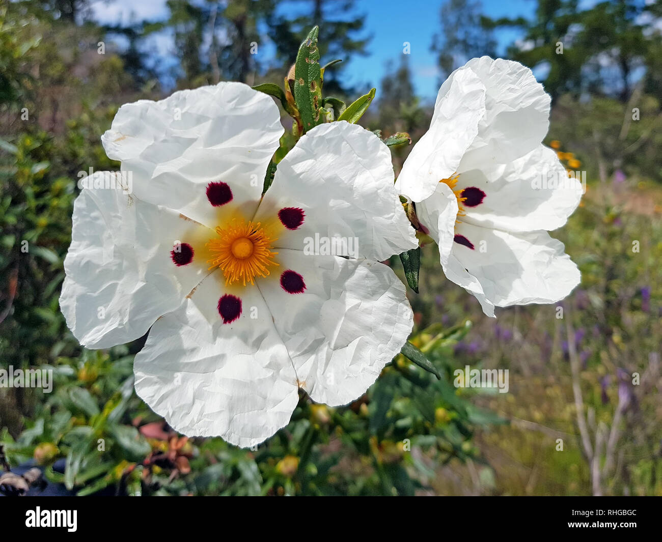 Blossoming cistus ladanifer in the heath fields from Alentejo in ...