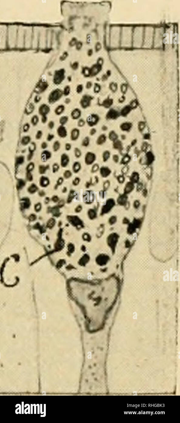 Células caliciformes hi-res stock photography and images - Alamy