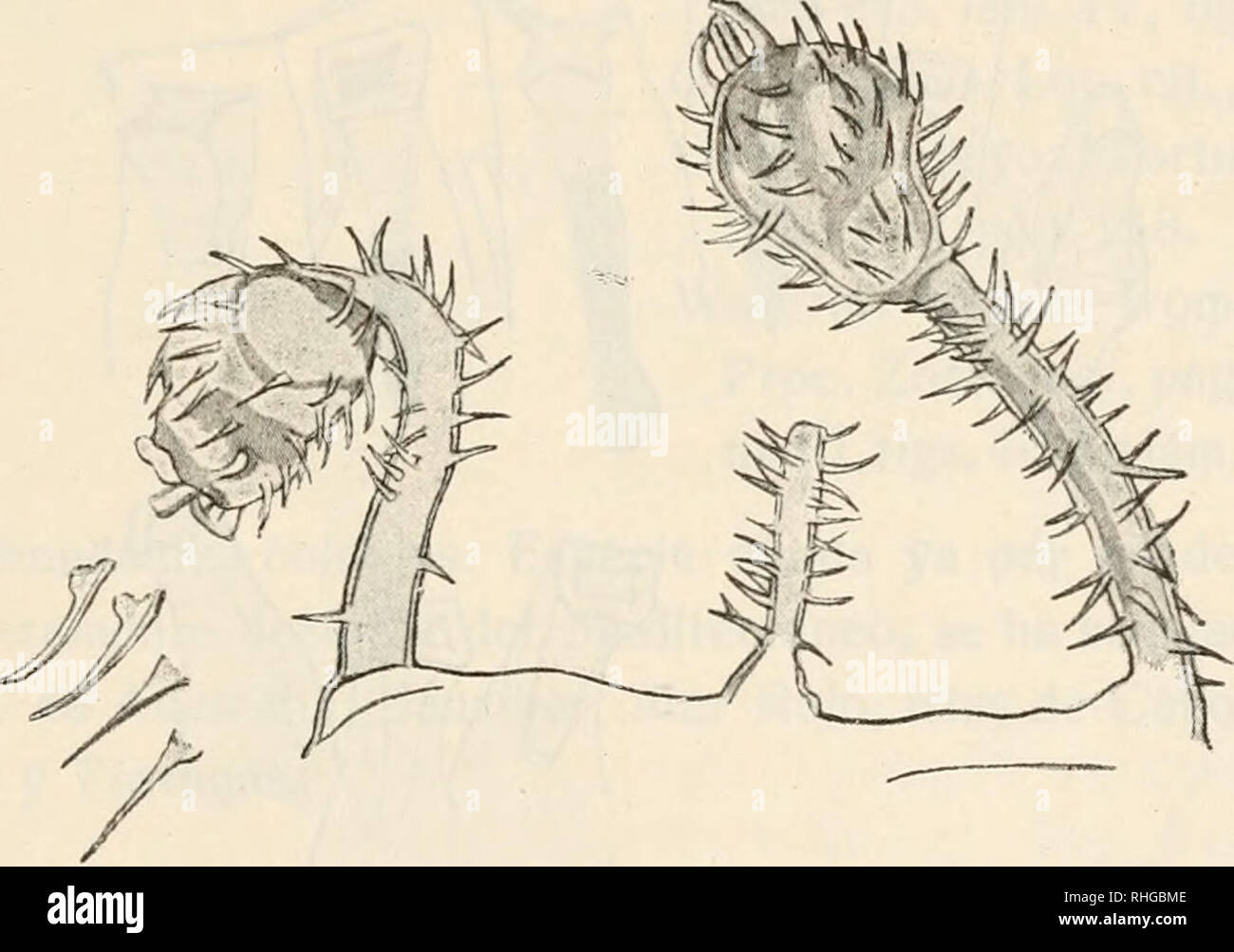 Pedicellina echinata hi-res stock photography and images - Alamy