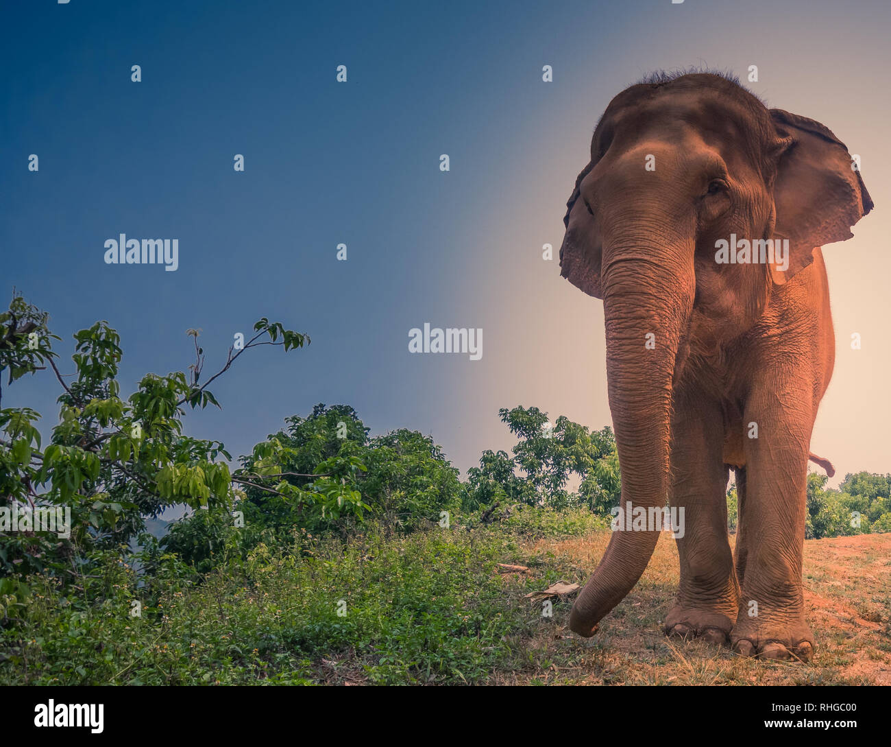 Side view of Elephant standing. Space for text-Image Stock Photo - Alamy