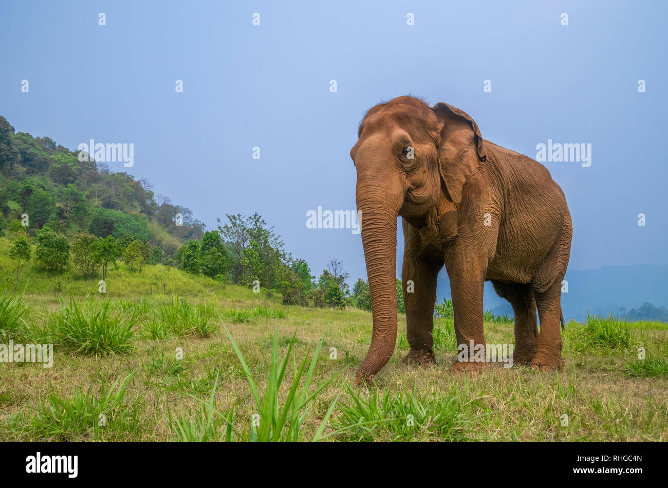 Side view of asian elephant hi-res stock photography and images - Alamy