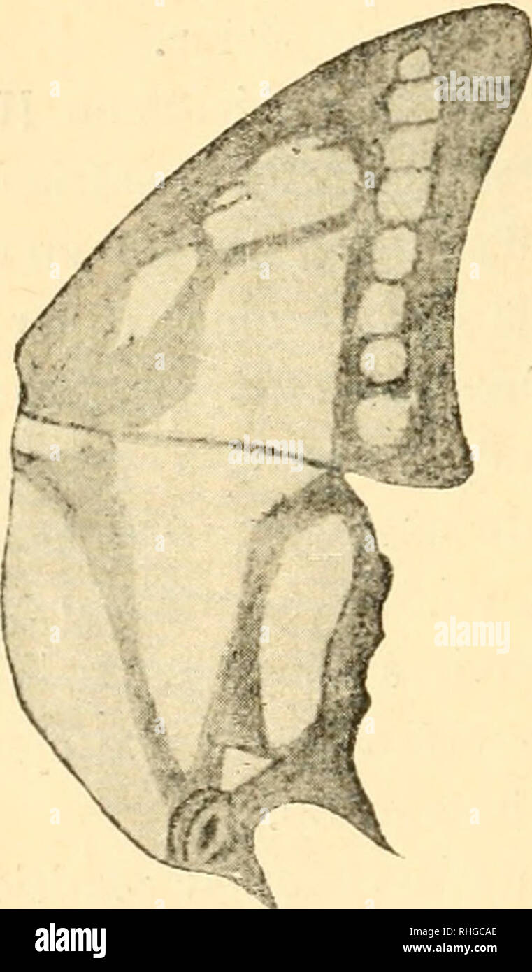 Dibujos de historia natural hi-res stock photography and images - Alamy