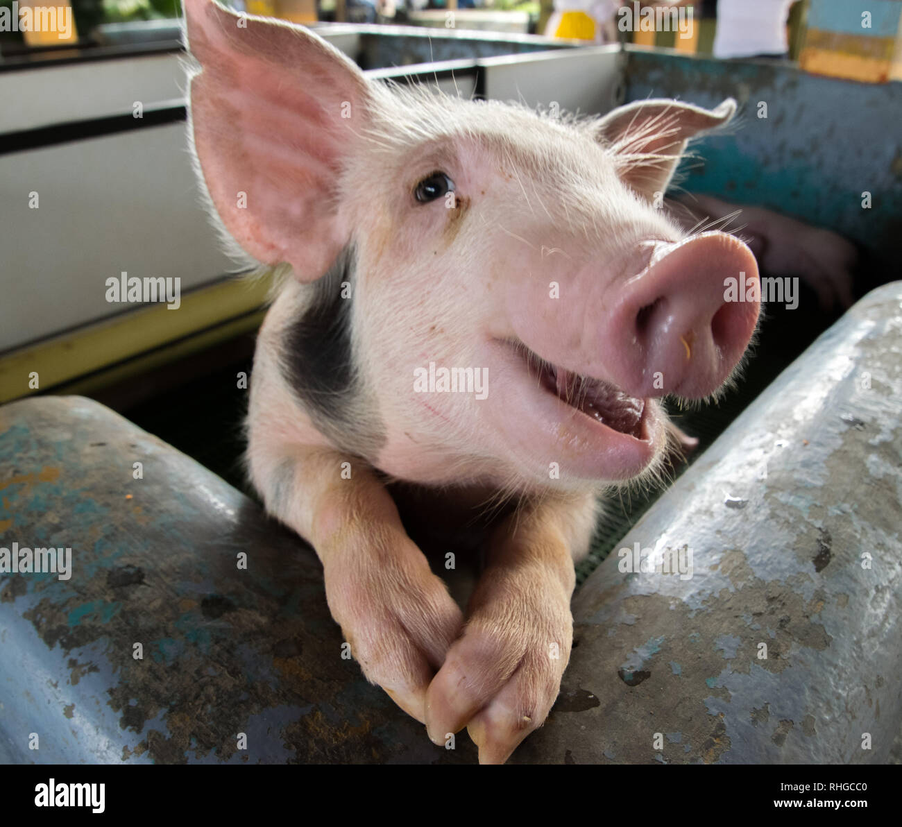 Posing pig hi-res stock photography and images - Alamy