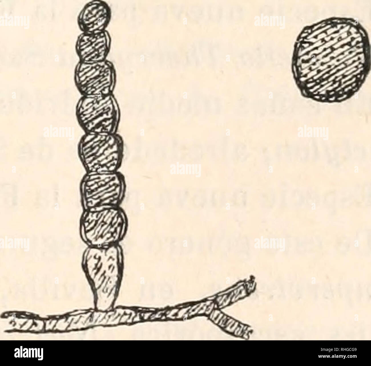 Hojas de phragmites hi-res stock photography and images - Alamy